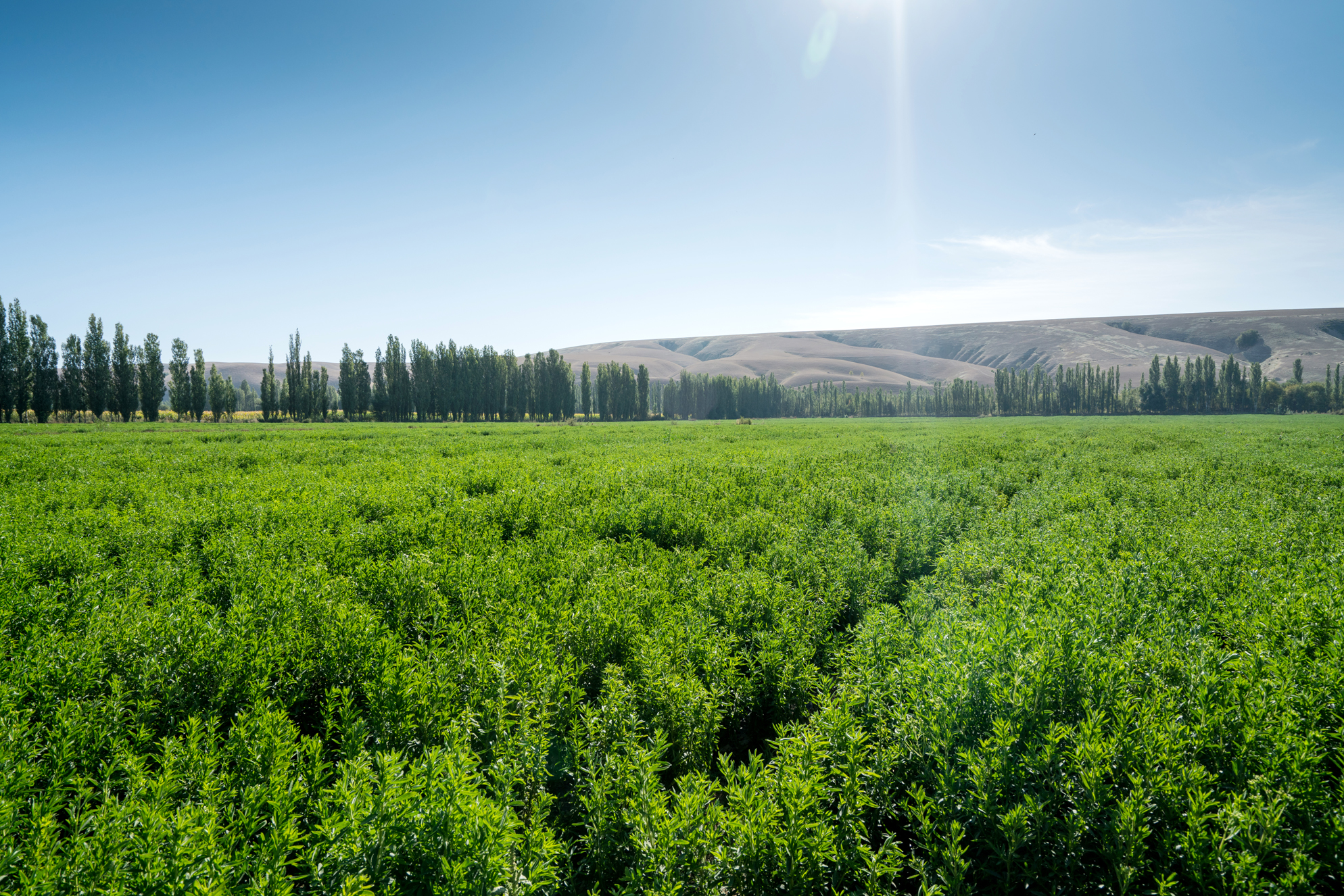 Tate & Lyle launches stevia sustainability project with Earthwatch